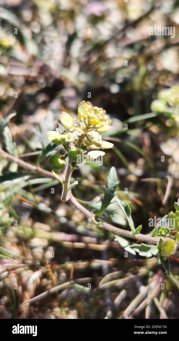 Hairypod Pepperweed (Lepidium lasiocarpum), Plantae, Riverside County ...
