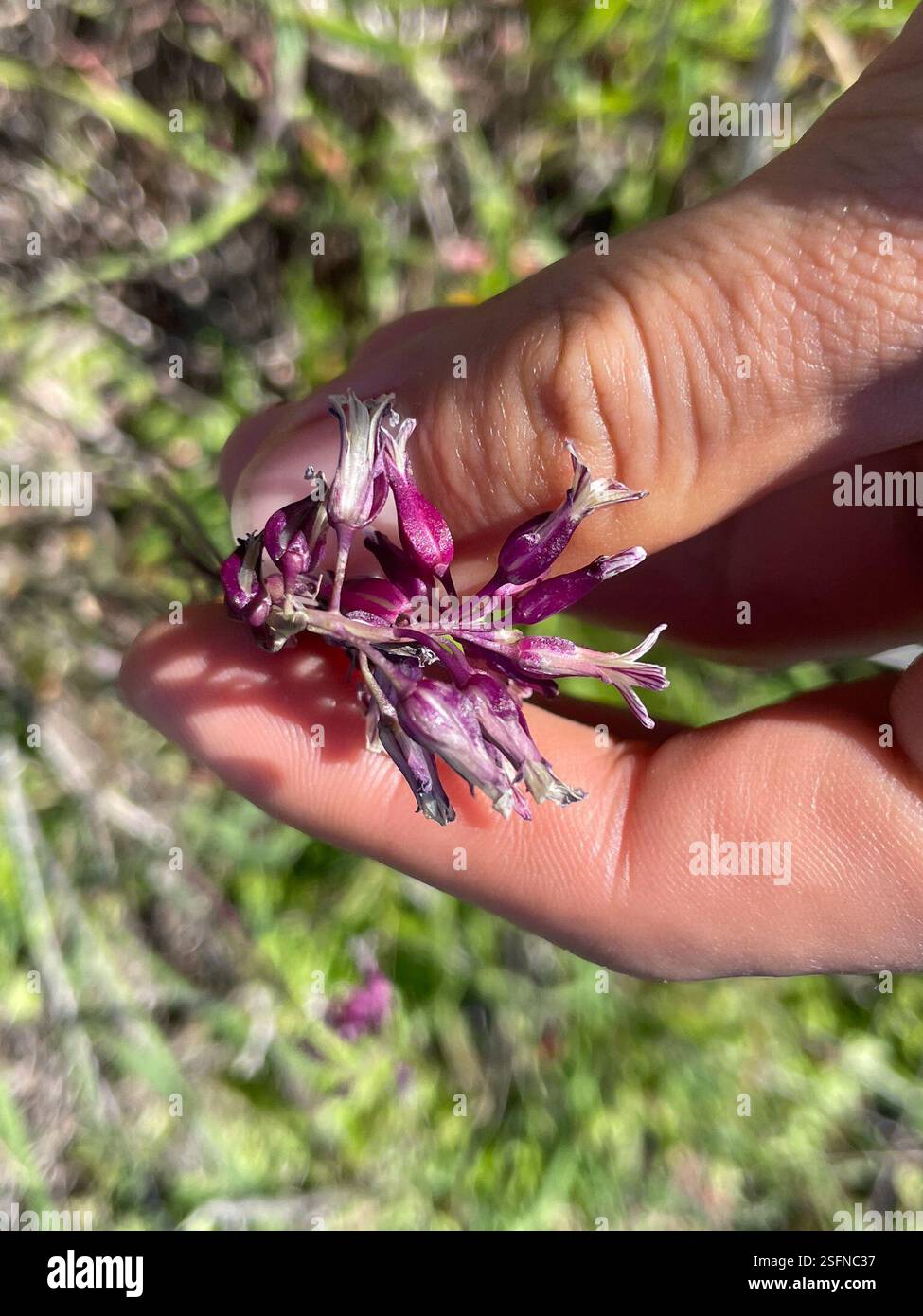 San Diego Wild Cabbage (Caulanthus heterophyllus), Plantae, Torrey ...