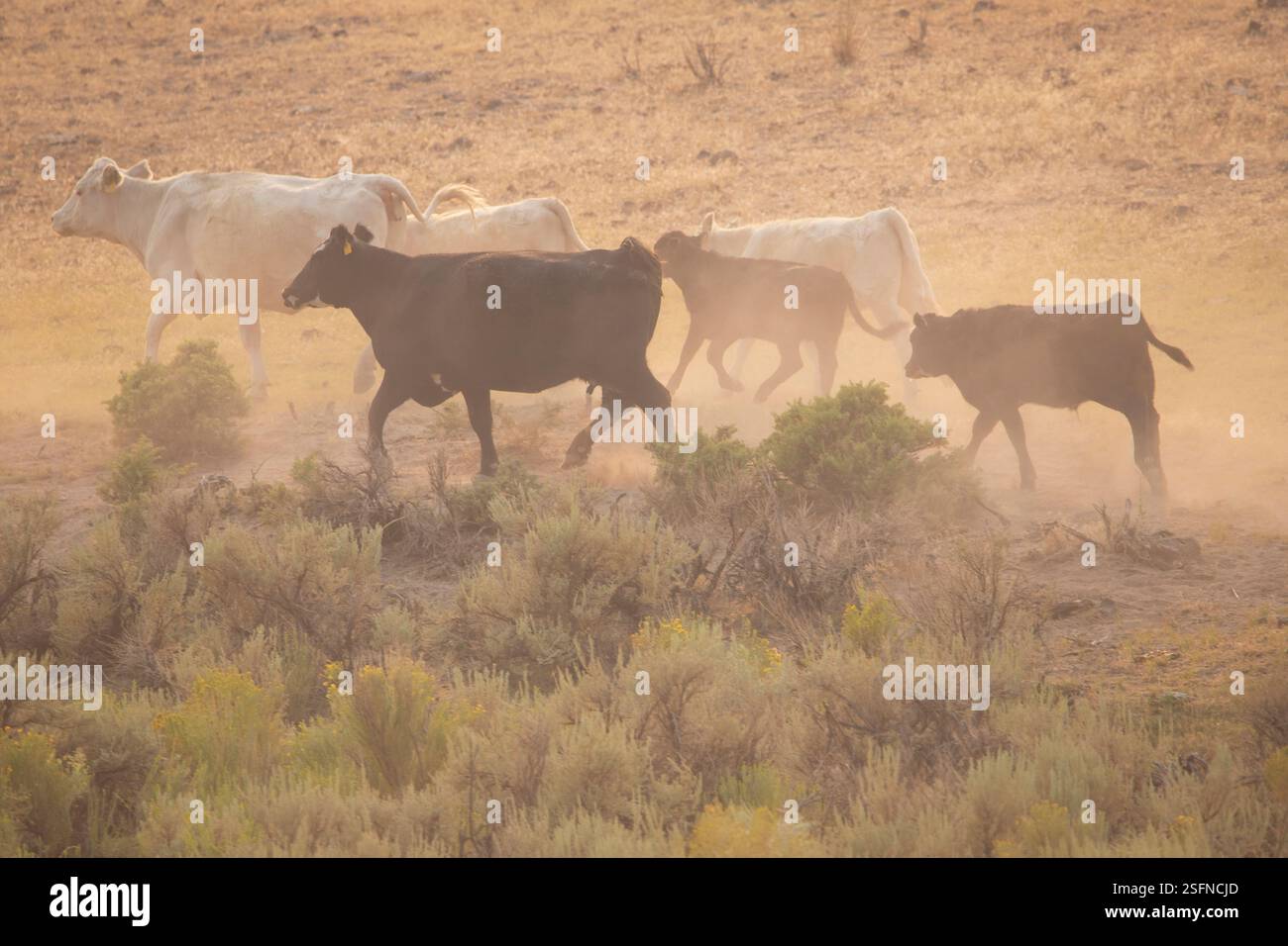 A herd of black and white cattle runs through the dusty terrain of the ...
