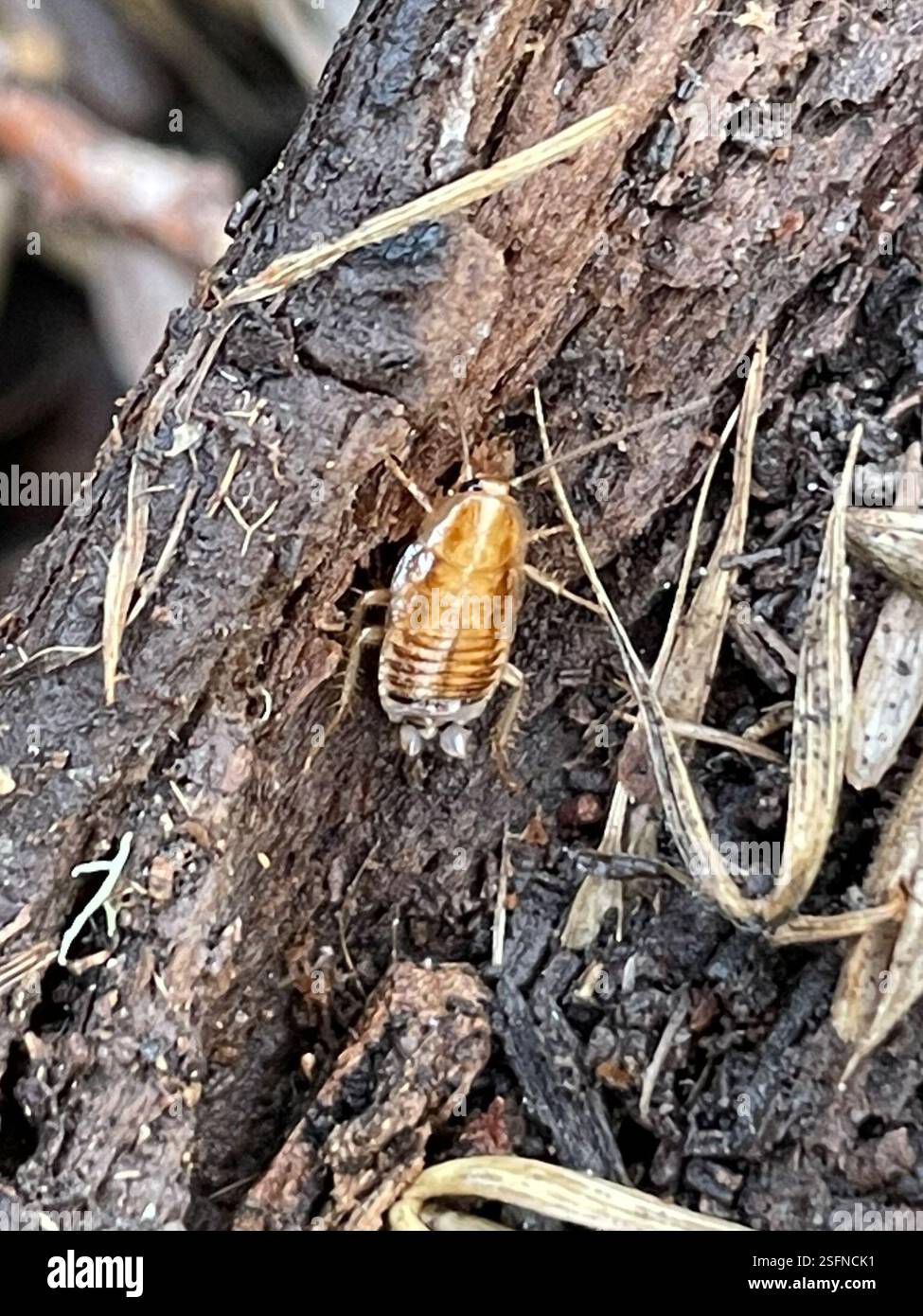 Field Cockroach (Blattella vaga), Insecta, Gonzales, TX, US Stock Photo ...