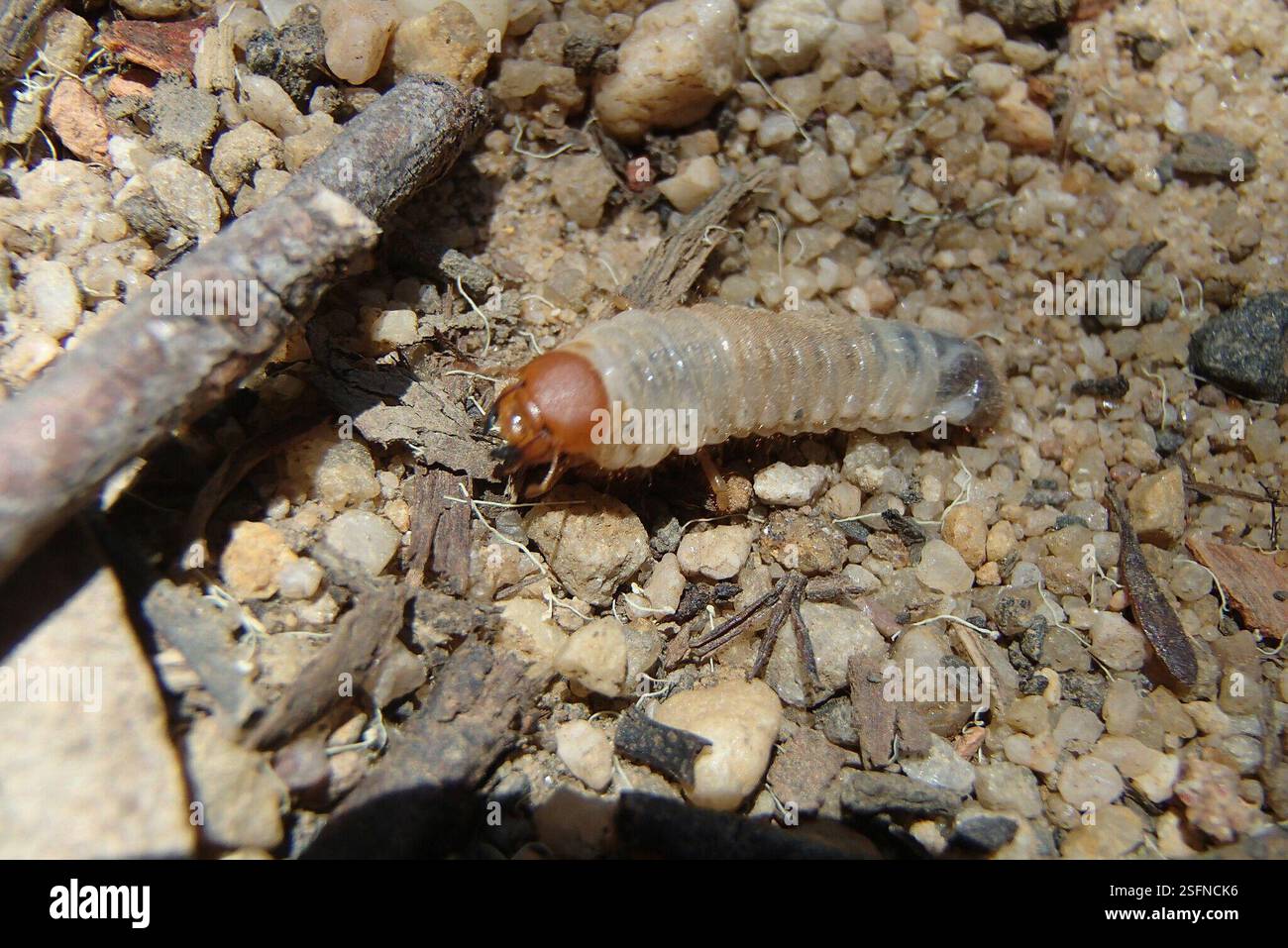 Scarabs (Scarabaeidae), Insecta, 62 Railway Parade, Wentworth Falls NSW ...