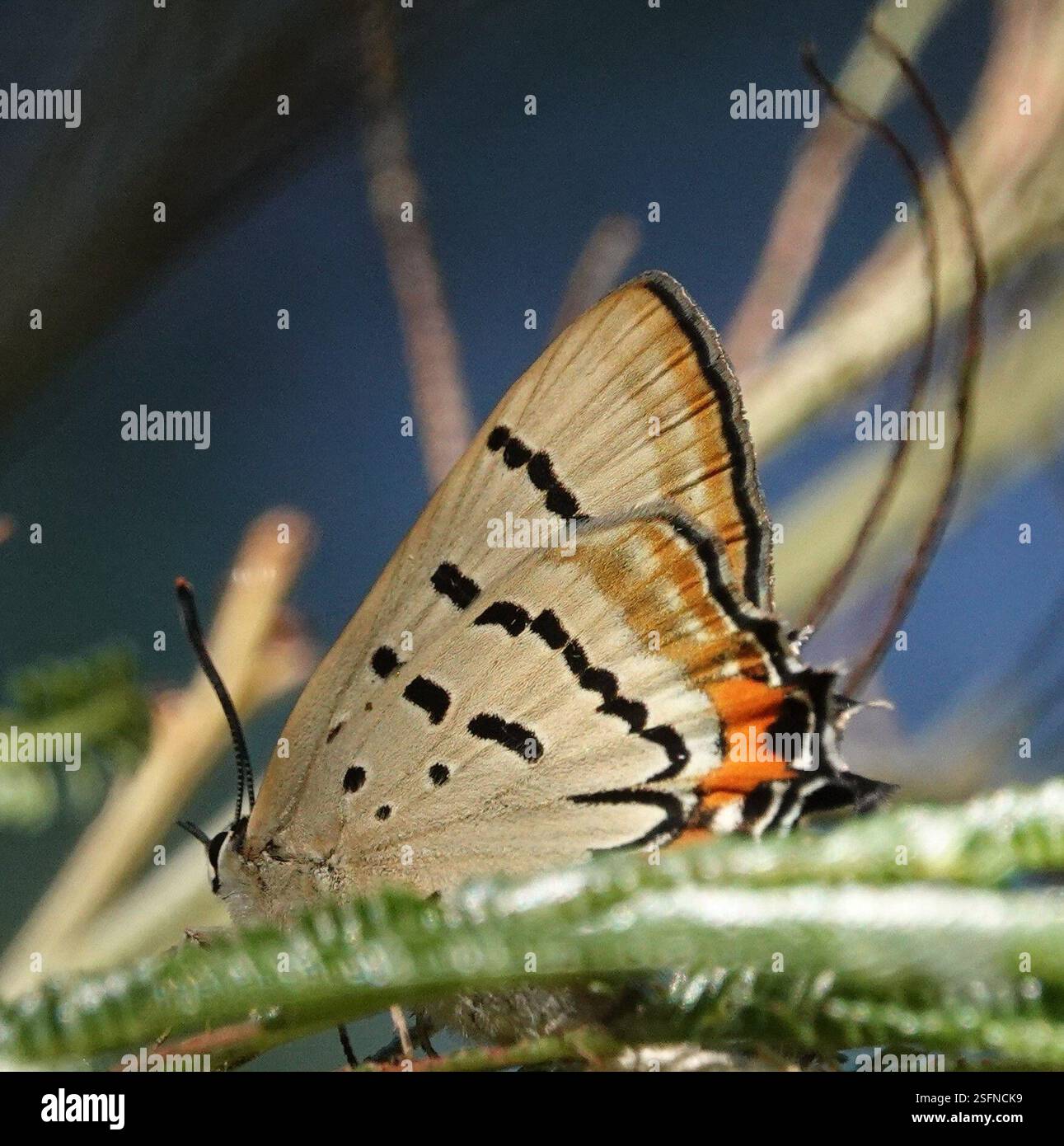 Common Imperial Blue (Jalmenus evagoras), Insecta, Bayswater VIC 3153 ...