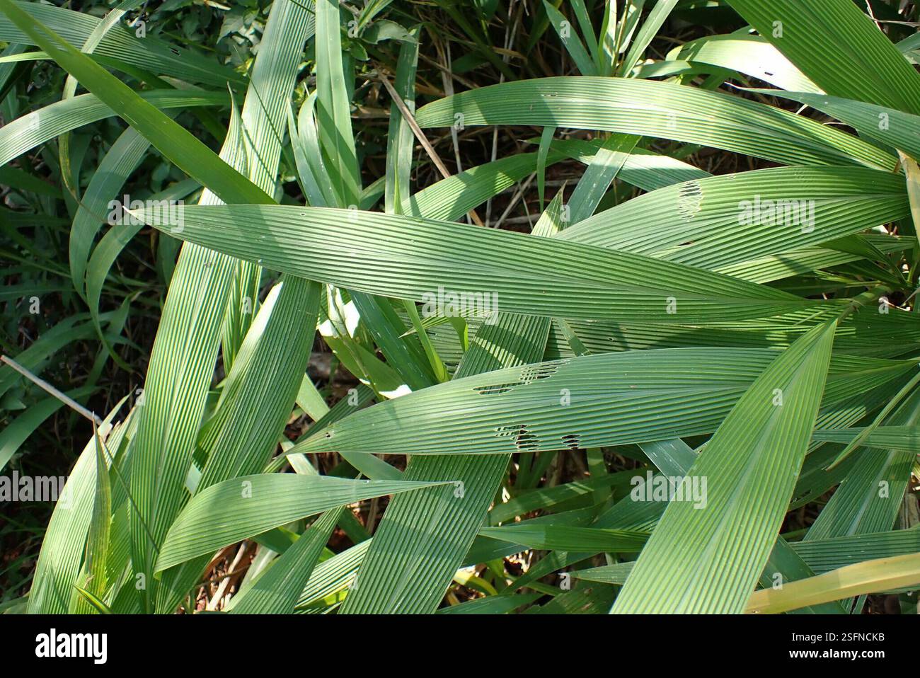 Broadleaf Bristlegrass (Setaria megaphylla), Plantae, Stentor 2 ...