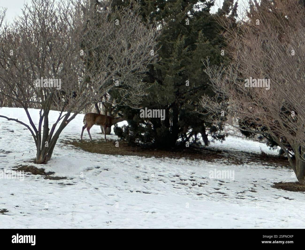 White-tailed Deer (Odocoileus virginianus), Mammalia, Humber Arboretum ...