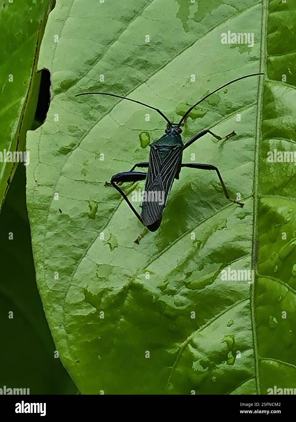 (Nematopus), Insecta, Kwakoegron, Suriname Stock Photo - Alamy