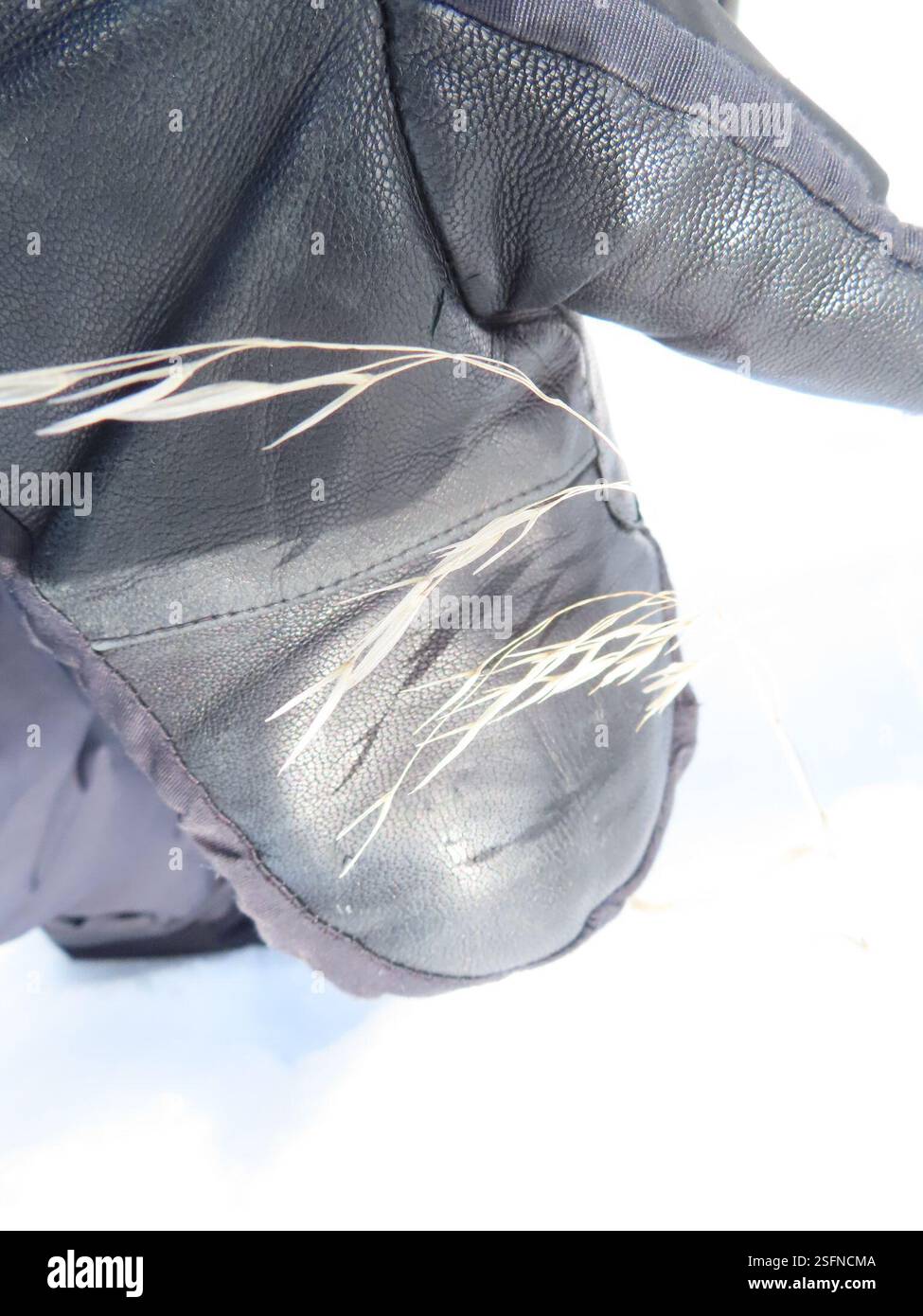 (Pooideae), Plantae, Summit County, CO, USA Stock Photo - Alamy