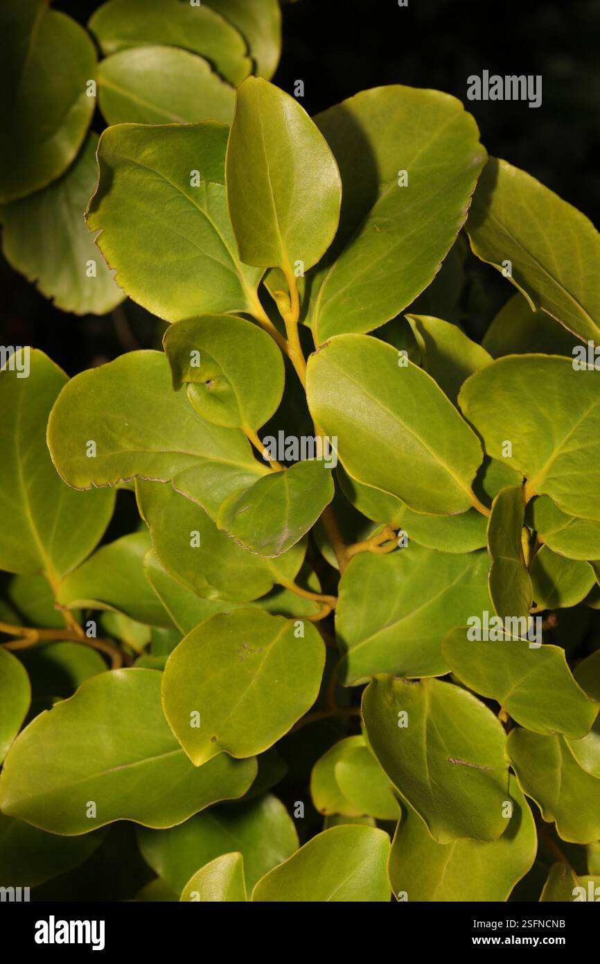 New Zealand Broadleaf (Griselinia littoralis), Plantae, Otterspool ...