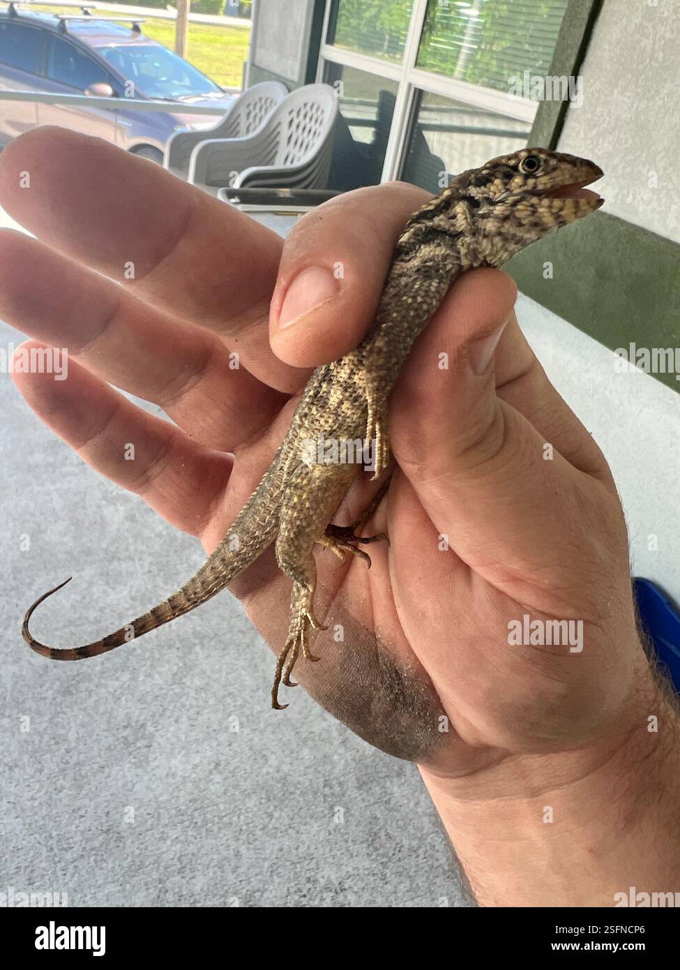 Northern Curly-tailed Lizard (Leiocephalus carinatus), Reptilia, Key ...