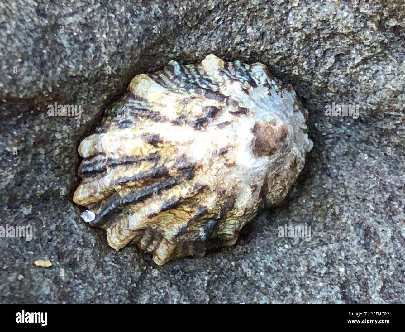 Rough Limpet (Lottia scabra), Mollusca, W Cliff Dr, Santa Cruz, CA, US ...