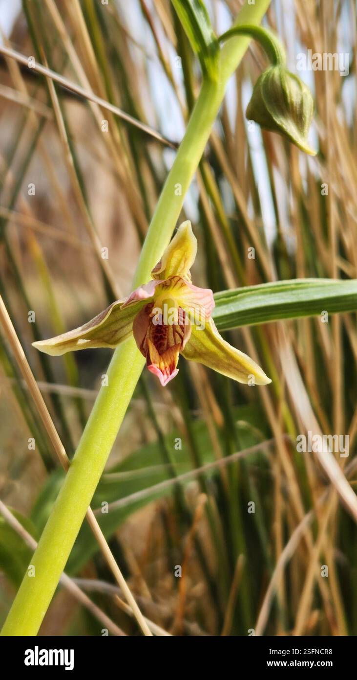 Stream Orchid (Epipactis gigantea), Plantae, California, US Stock Photo ...