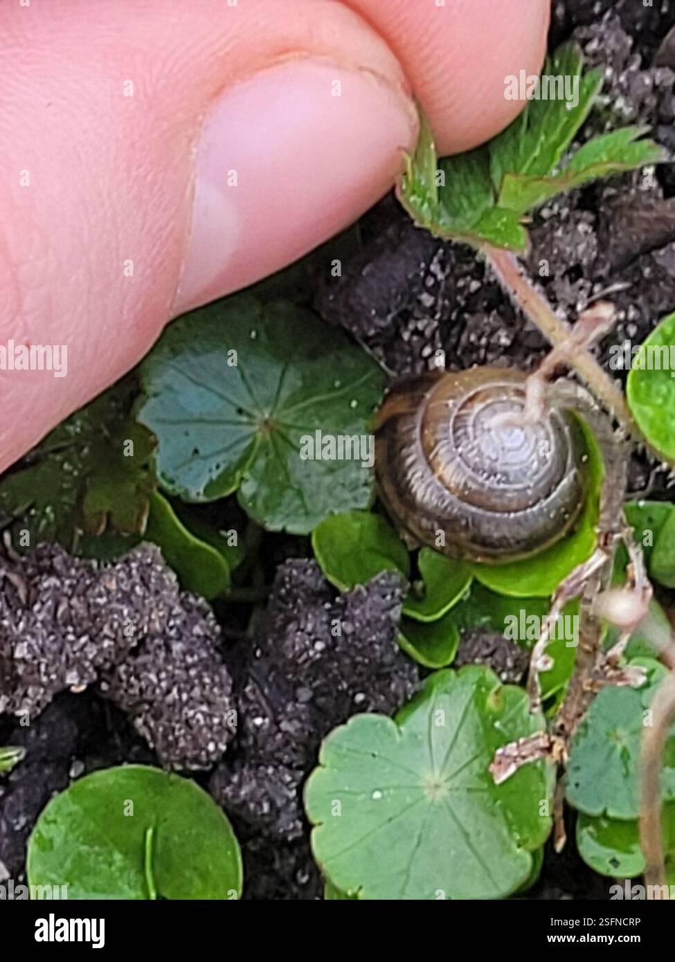 (Helicina), Mollusca, 2185 Bellmead Circle Stock Photo - Alamy