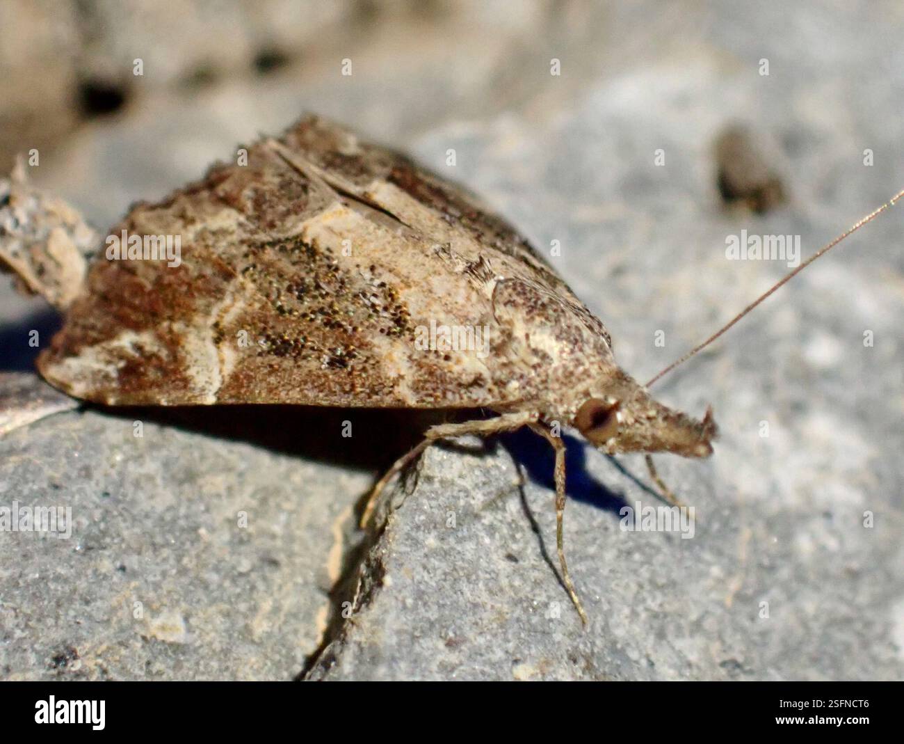 Lantana Defoliator (Hypena laceratalis), Insecta, Santo Antão, Cape ...
