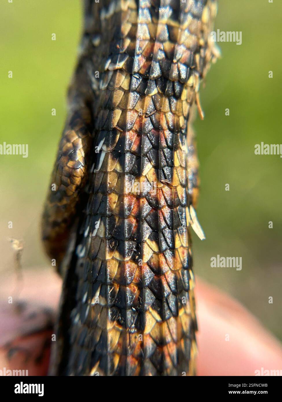 Southern Alligator Lizard (Elgaria multicarinata), Reptilia, San Luis ...
