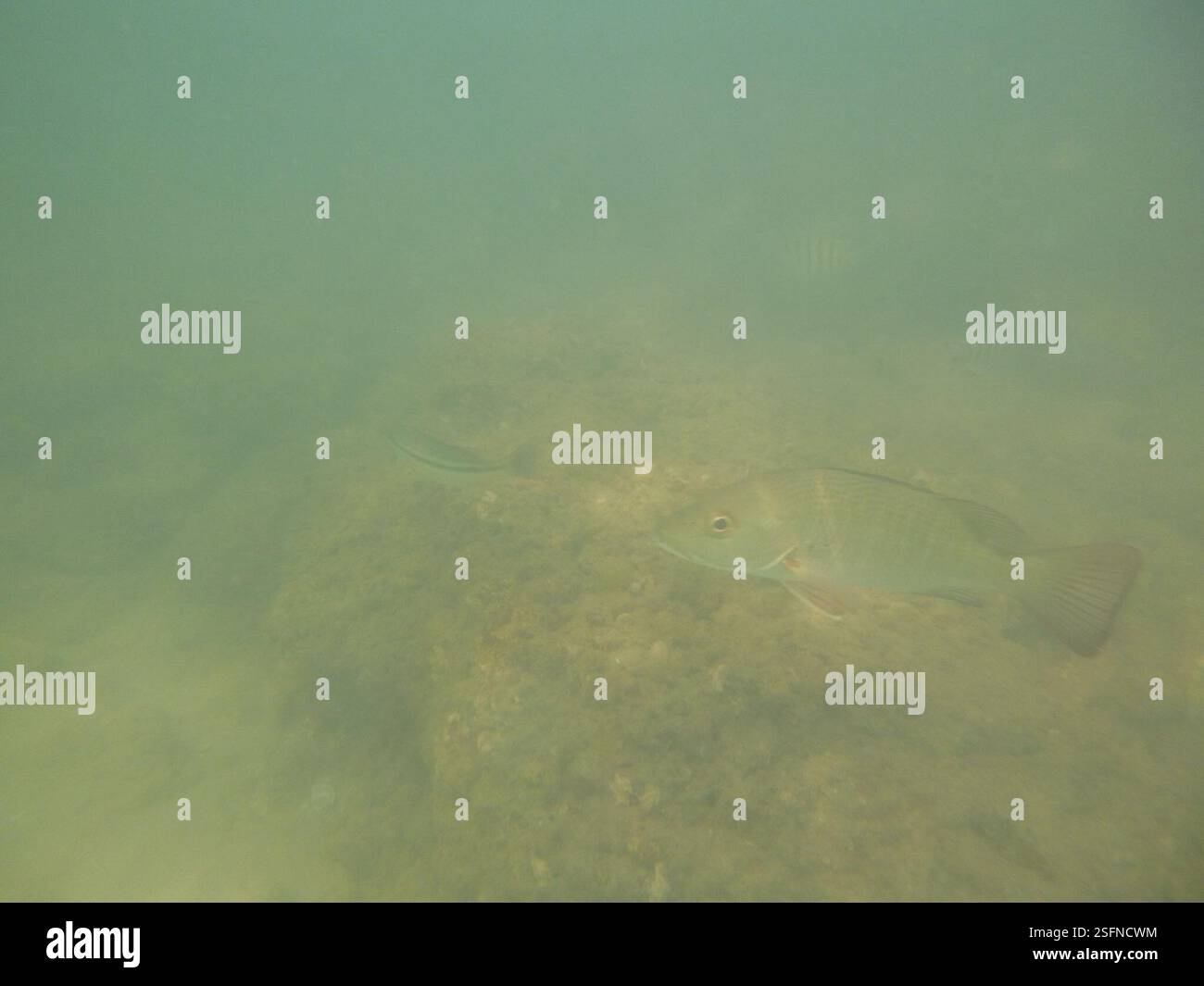 Mangrove Red Snapper (Lutjanus argentimaculatus), Actinopterygii, Краби ...