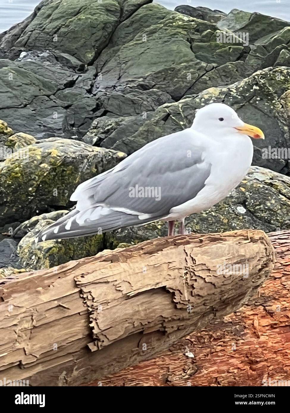 Olympic Gull (Larus glaucescens × occidentalis), Aves, Uplands Park ...