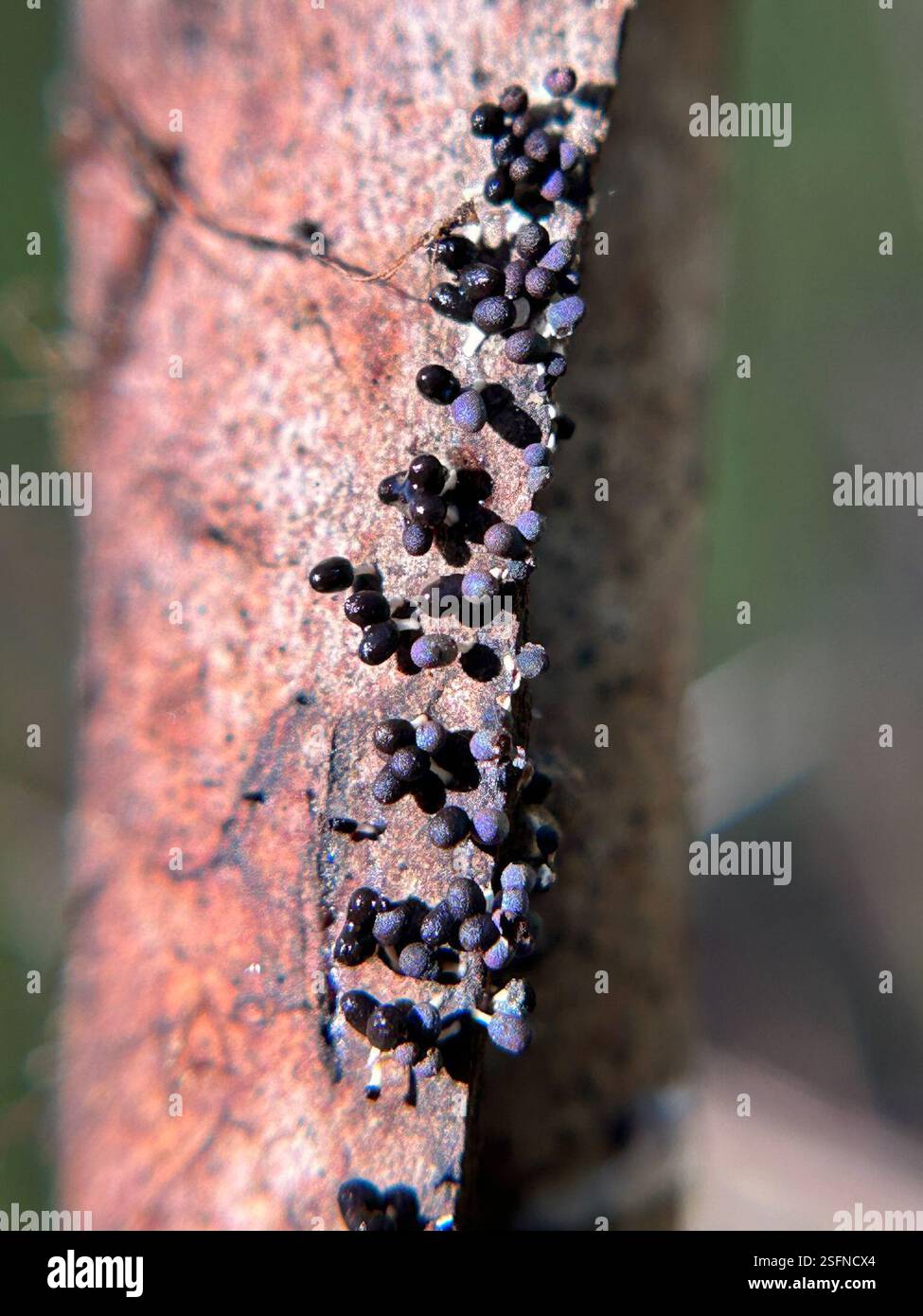 White-footed Slime (Diachea leucopodia), Protozoa, Montaña de Oro State ...