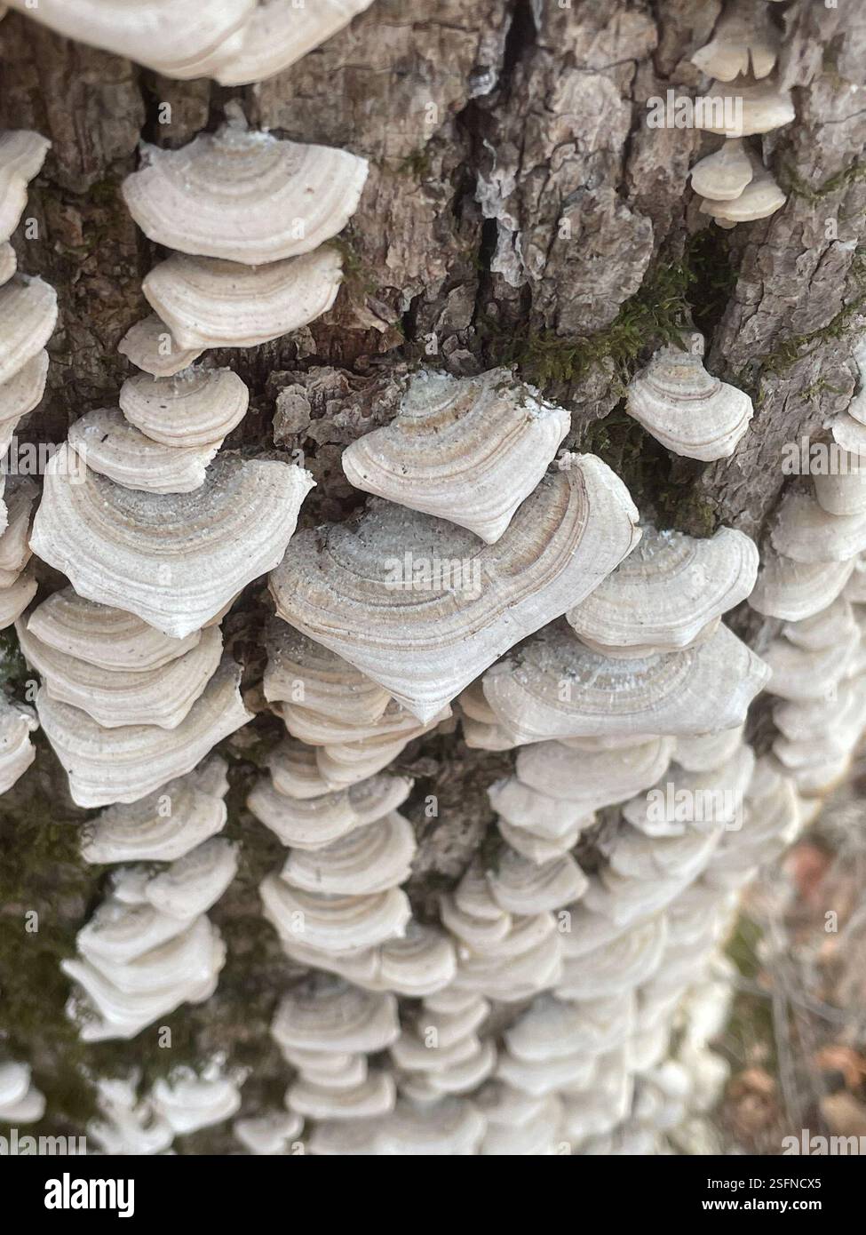 violet-toothed polypore (Trichaptum biforme), Fungi, Palisades Park ...