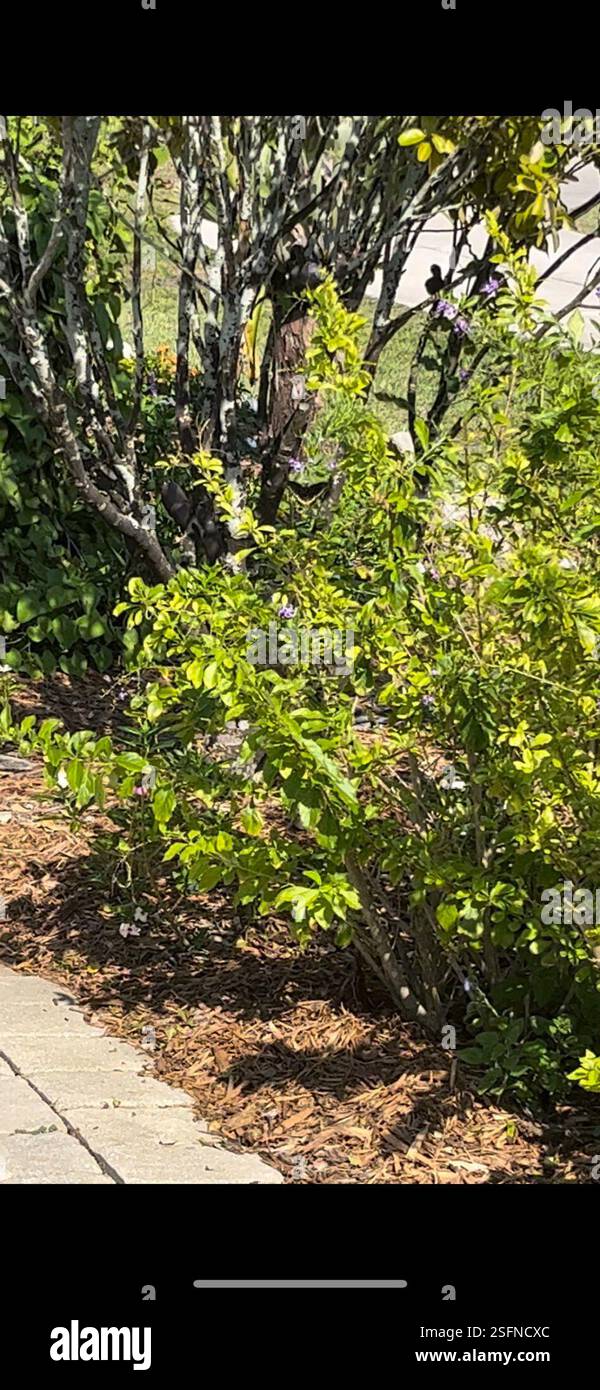 Polydamas Swallowtail (Battus polydamas), Insecta, Pelican Sound Golf ...