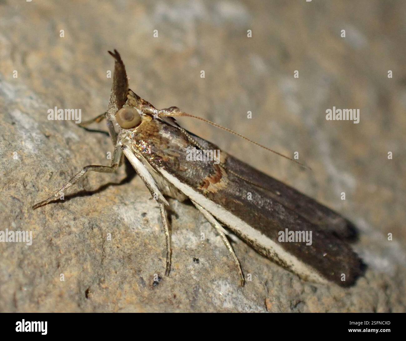 Gold-banded Etiella Moth (Etiella zinckenella), Insecta, Santo Antão ...