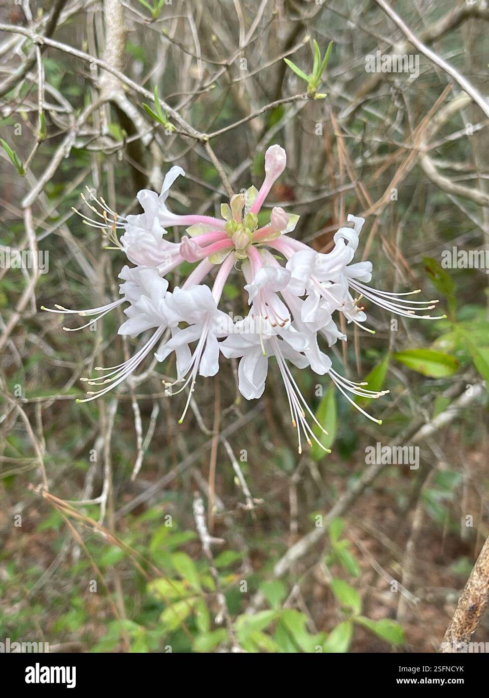 Southern Pinxter Azalea (Rhododendron canescens), Plantae, CR-1540 ...
