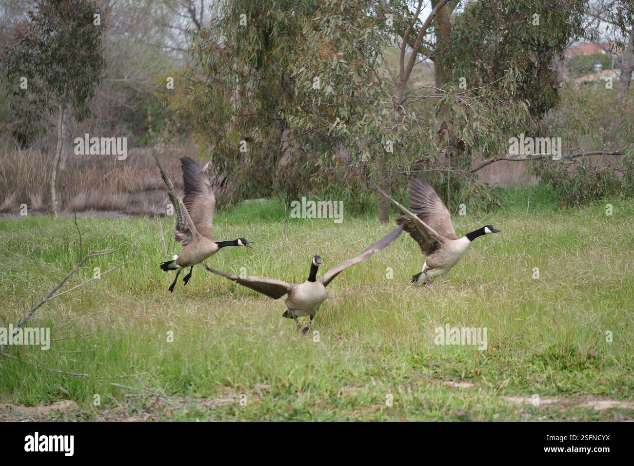Canada Goose (Branta canadensis), Aves, Torrance, CA, USA, Pretty ...