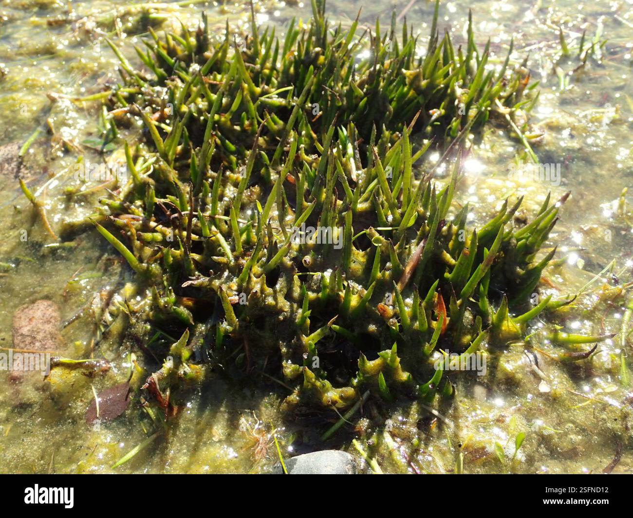 Quillworts hi-res stock photography and images - Alamy