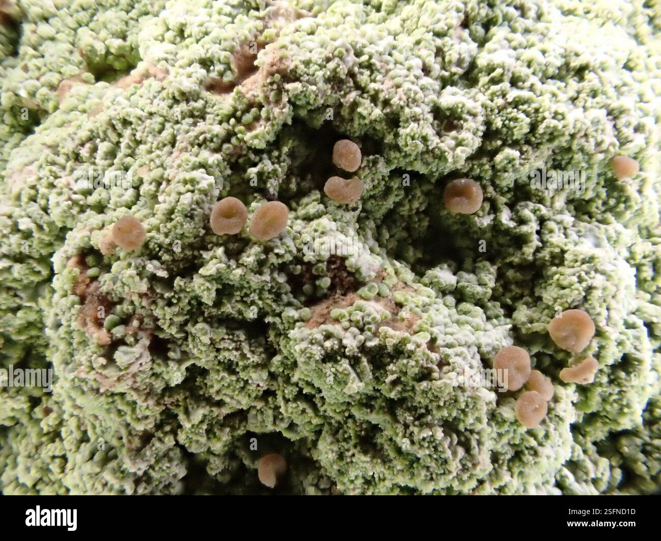 Brown Beret Lichen (Baeomyces rufus), Fungi, 35039 Marburg, Deutschland ...