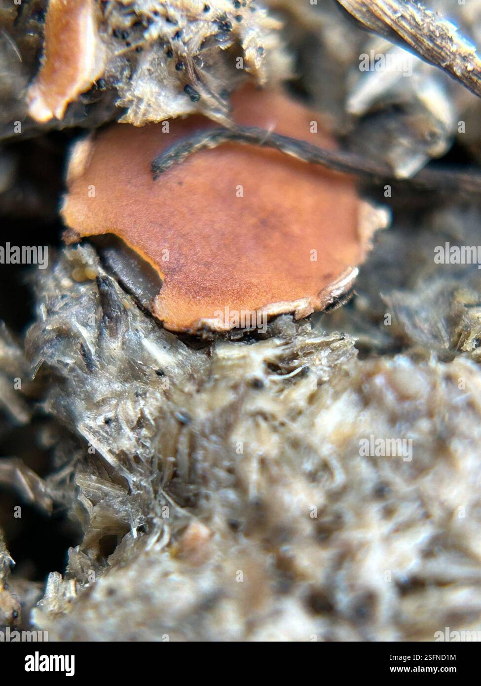 Operculate Ascomycetes (Pezizomycetes), Fungi, El Chorro Regional Park ...