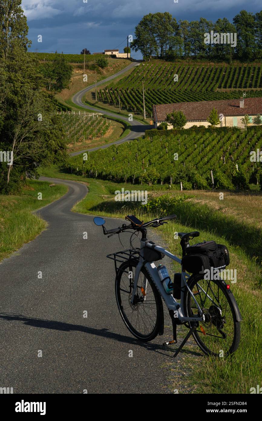 vertical landscape view on a twisting road surrounded by vineyards ...