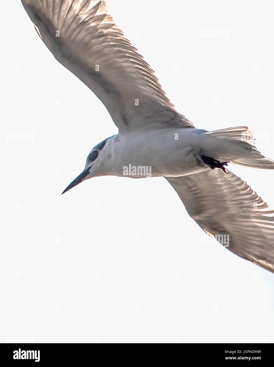 Move head Cut Out Stock Images & Pictures - Alamy