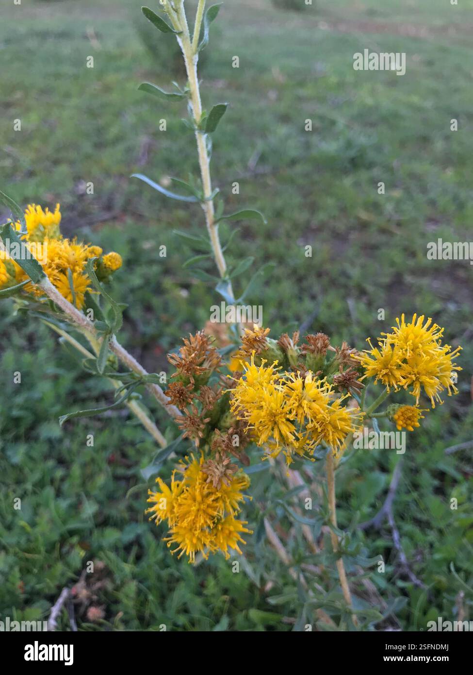 Coastal Goldenbush (Isocoma menziesii), Plantae, Iron Bark Way, Brea ...