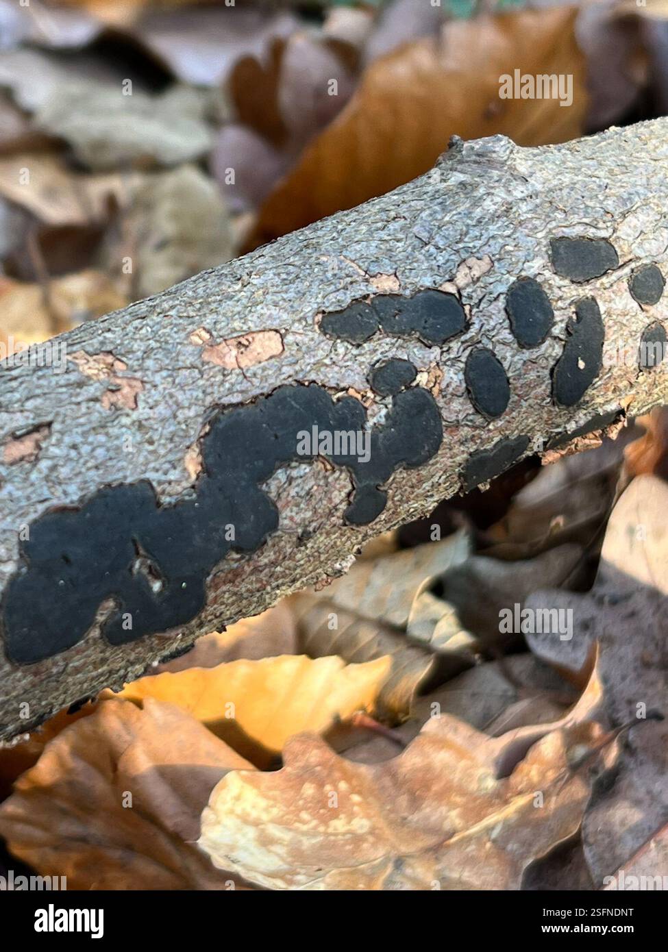 common tarcrust fungus (Diatrype stigma), Fungi, Queenswood Road ...