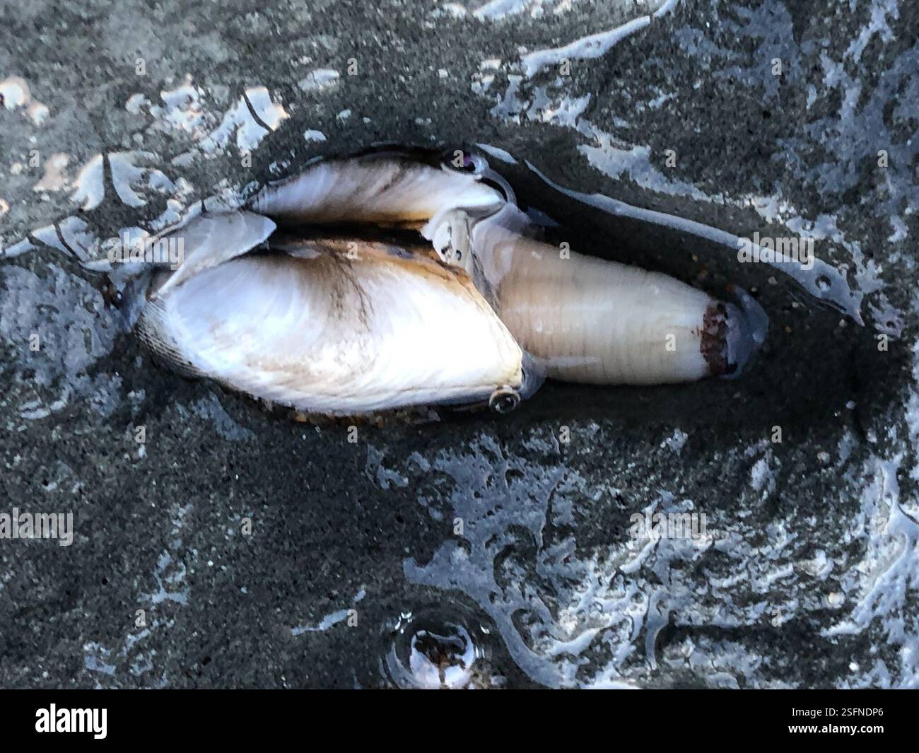 Flat-tip Piddock (Penitella penita), Mollusca, Monterey Bay, Santa Cruz ...