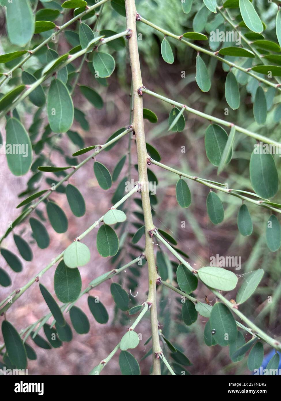 scrubby spurge (Phyllanthus gunnii), Plantae, Mount Cotton, QLD, AU ...