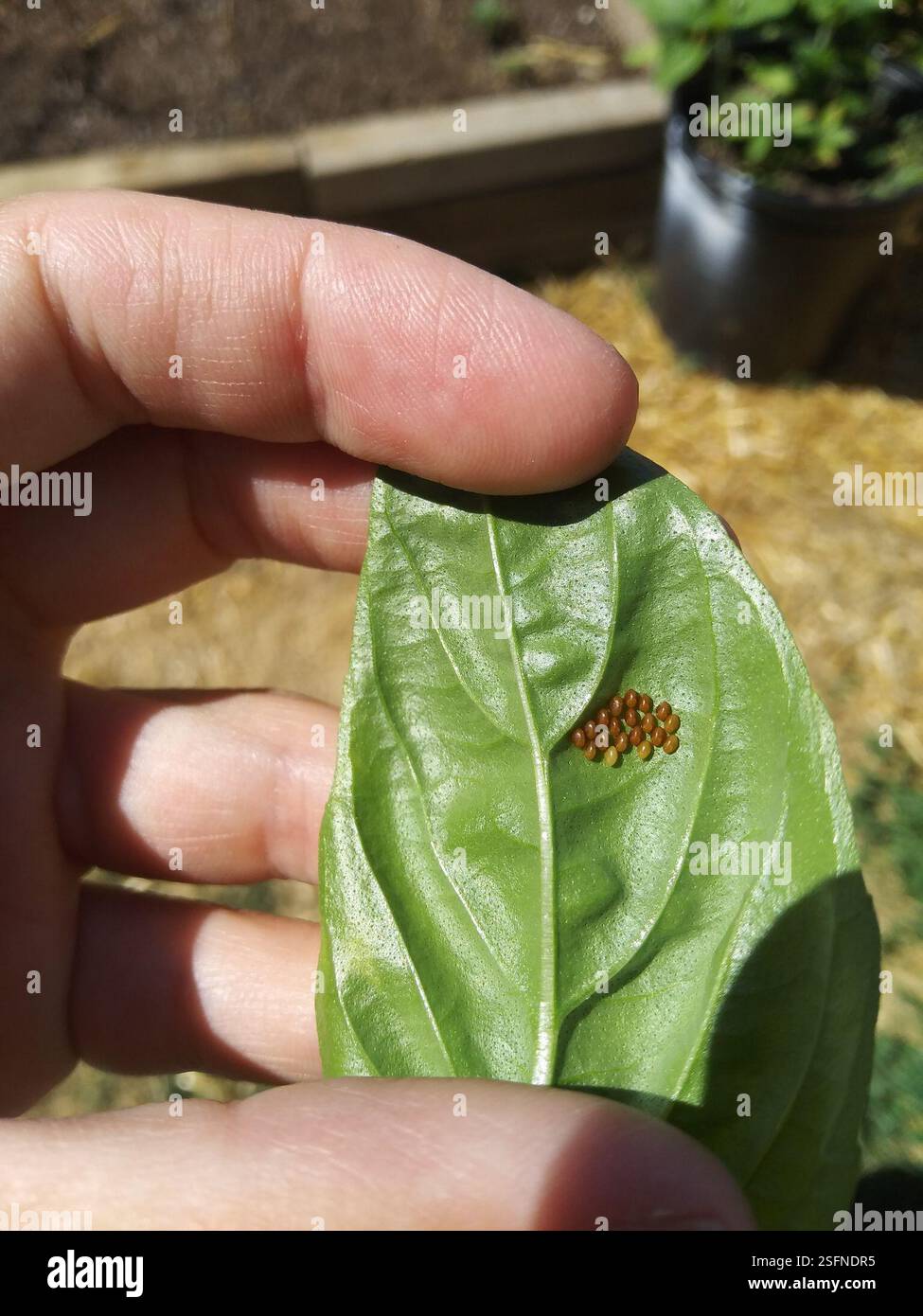 True Bugs, Hoppers, Aphids, and allies (Hemiptera), Insecta, Wenatchee ...