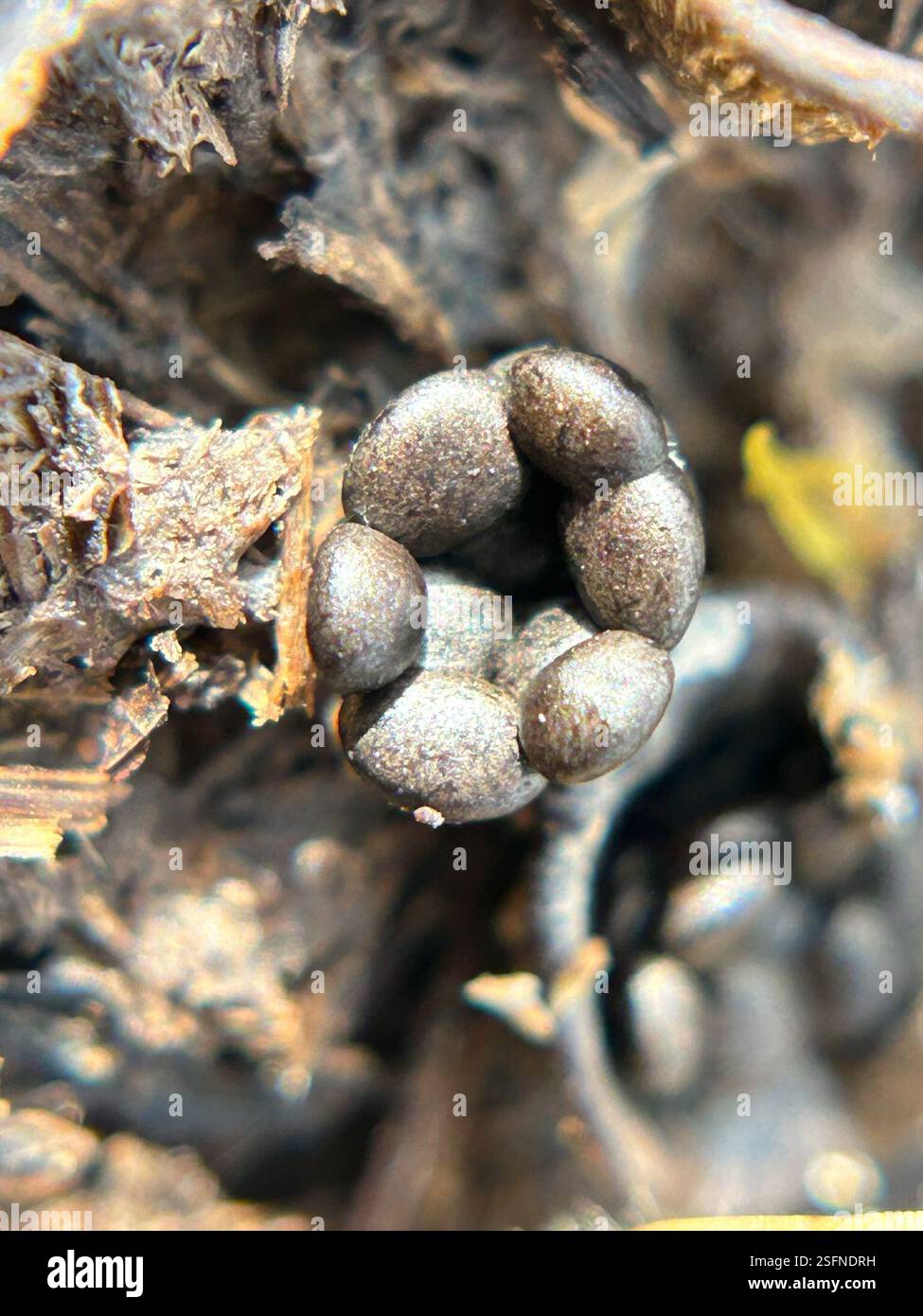 dung-loving bird's nest fungus (Cyathus stercoreus), Fungi, San Luis ...
