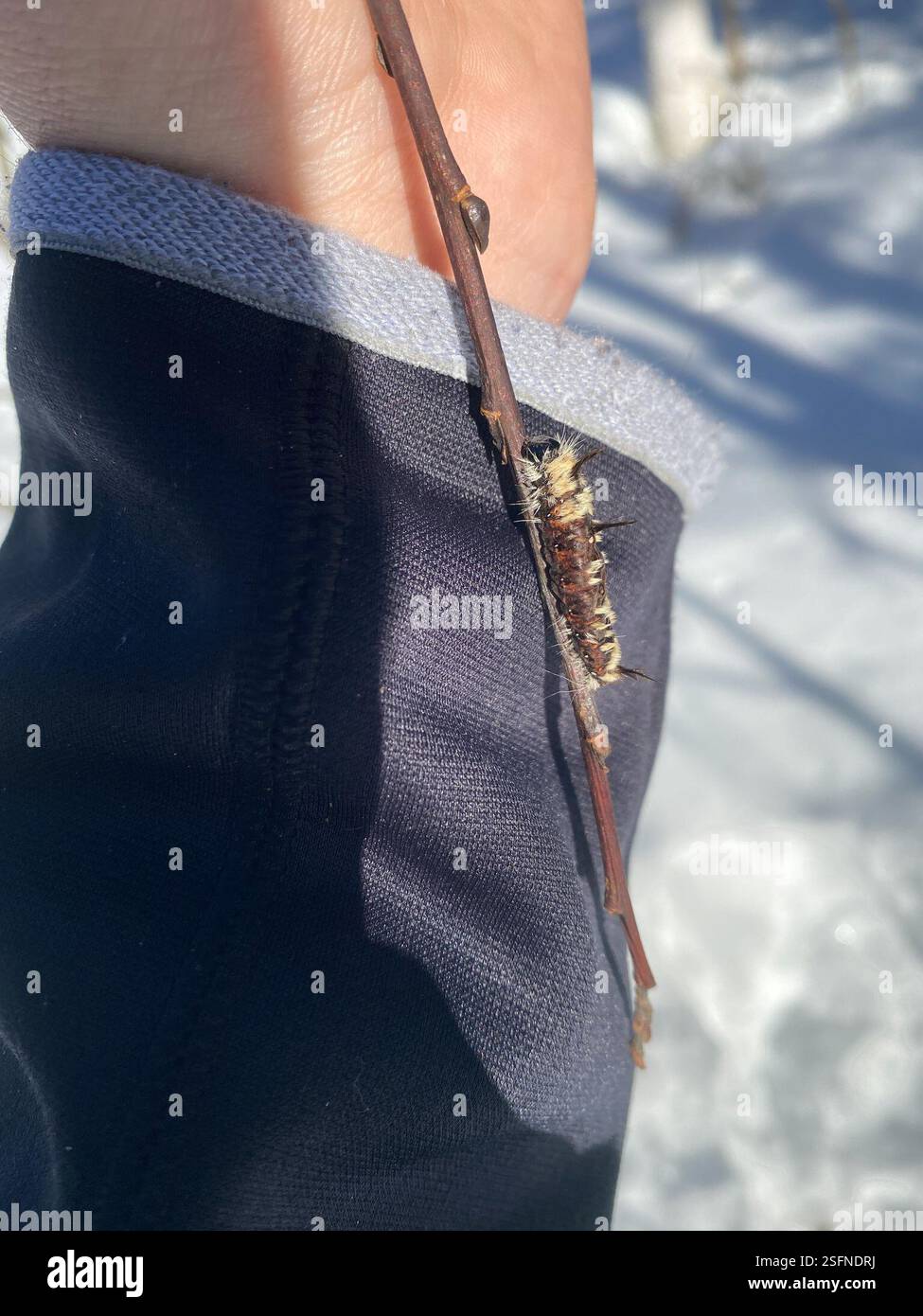 Large Gray Dagger (Acronicta insita), Insecta, Micmac Lake, Silver Bay ...