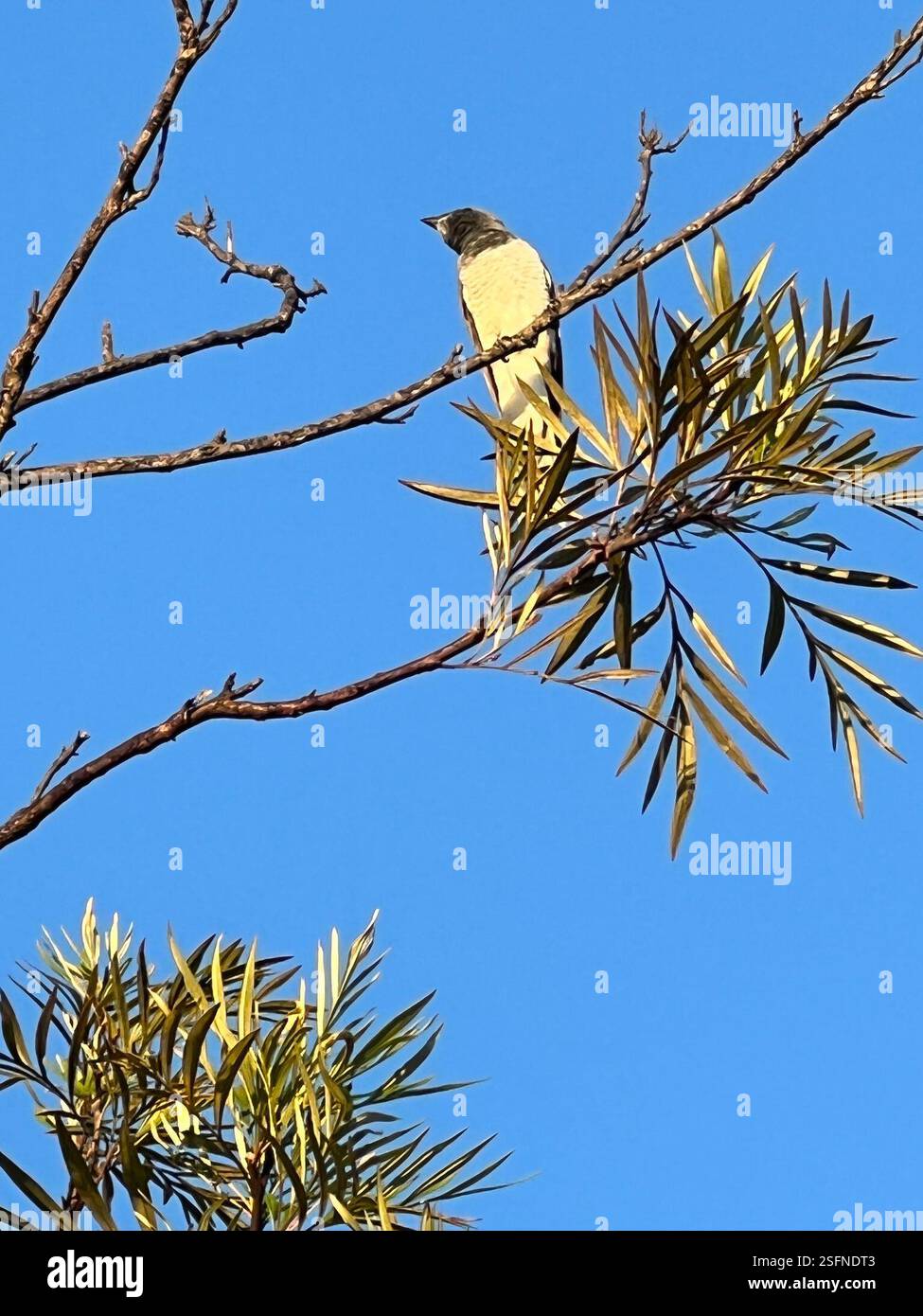 Black-faced Cuckooshrike (Coracina novaehollandiae), Aves, Mount ...