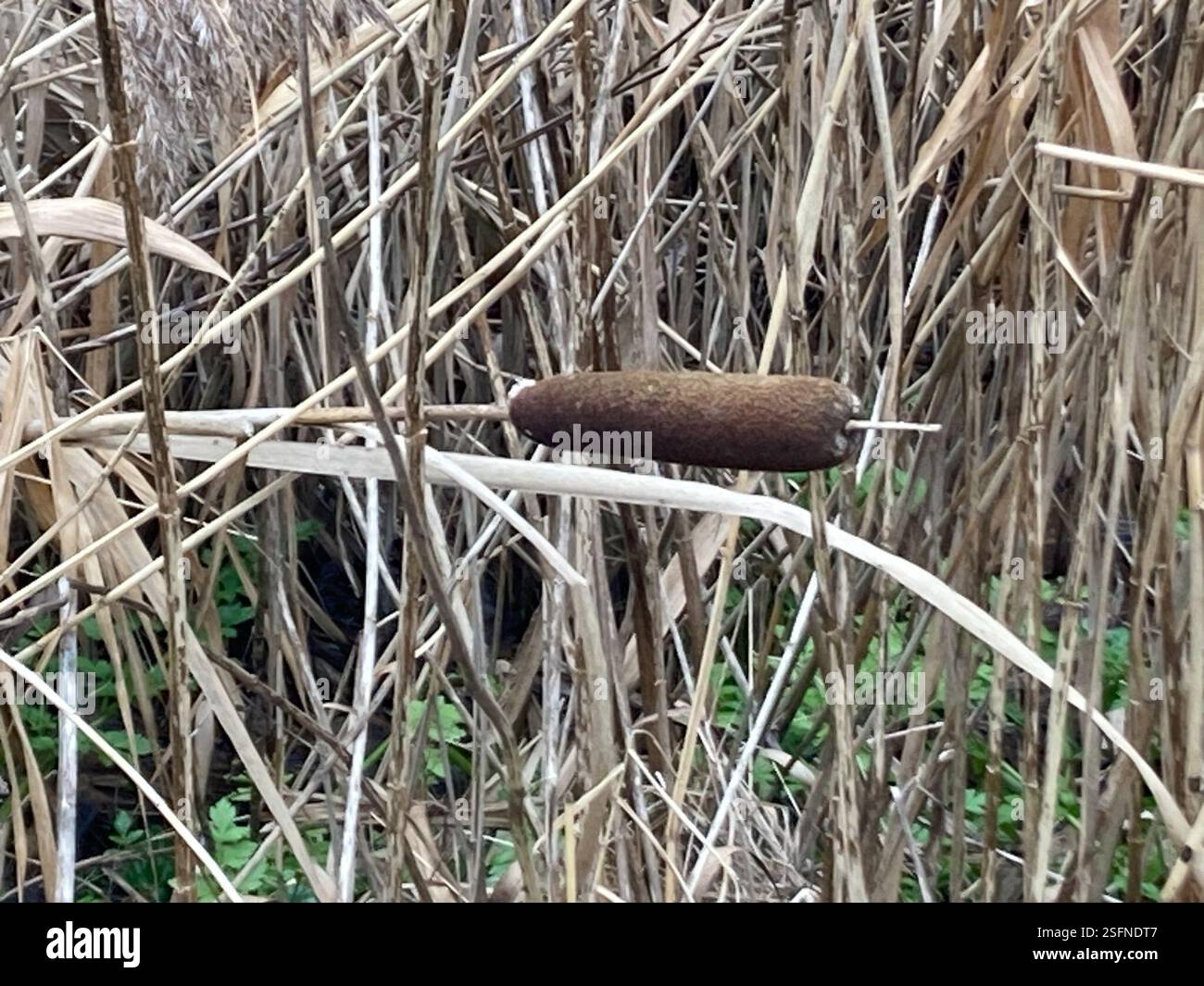 broadleaf cattail (Typha latifolia), Plantae, Barnes Green, London ...