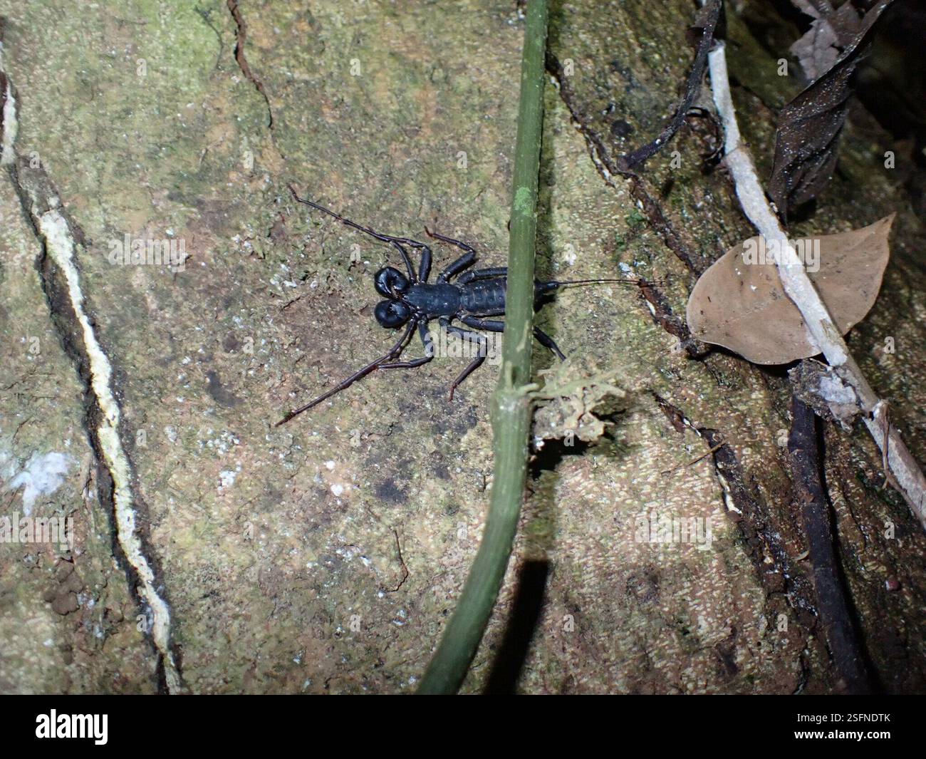 Whipscorpions (Thelyphonidae), Arachnida, Lahad Datu, Sabah, Malaysia ...