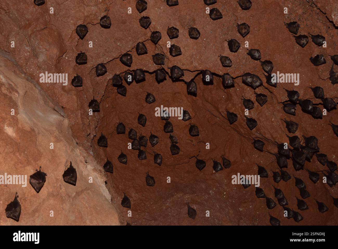 Horseshoe Bats (Rhinolophus), Mammalia, 中国浙江省杭州市西湖区 Stock Photo - Alamy