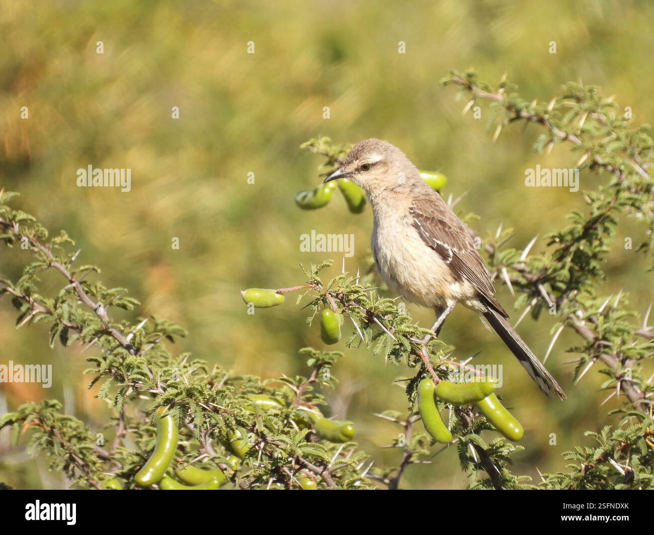 Patagonian Mockingbird (Mimus patagonicus), Aves, Comisión Municipal ...