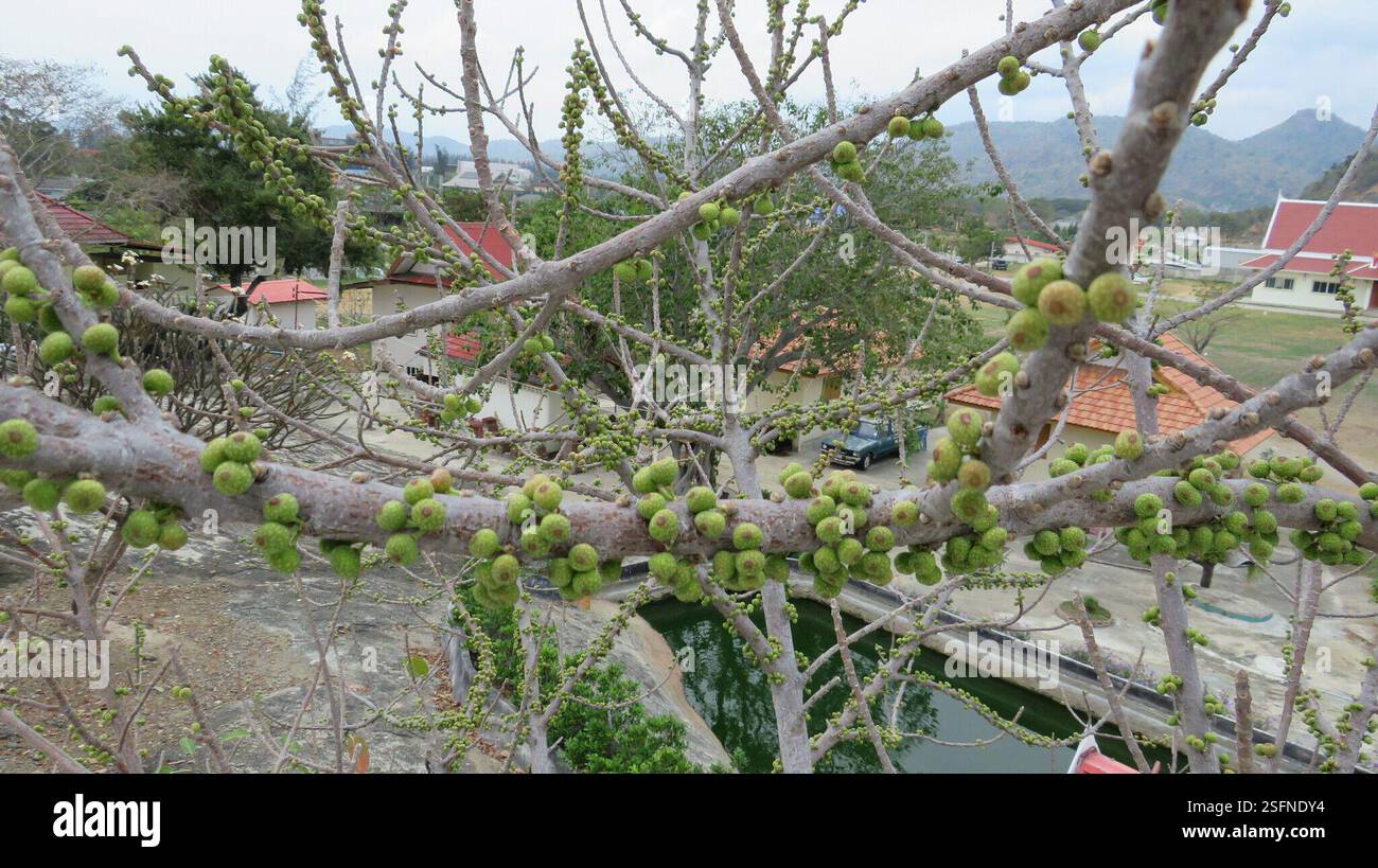 Opposite Leaf Fig (Ficus hispida), Plantae, Хуахин, Прачуапкхирикхан ...
