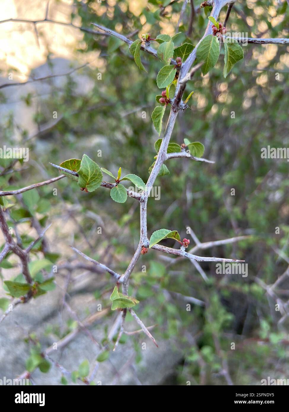 Desert Apricot (Prunus fremontii), Plantae, Anza-Borrego Desert State ...