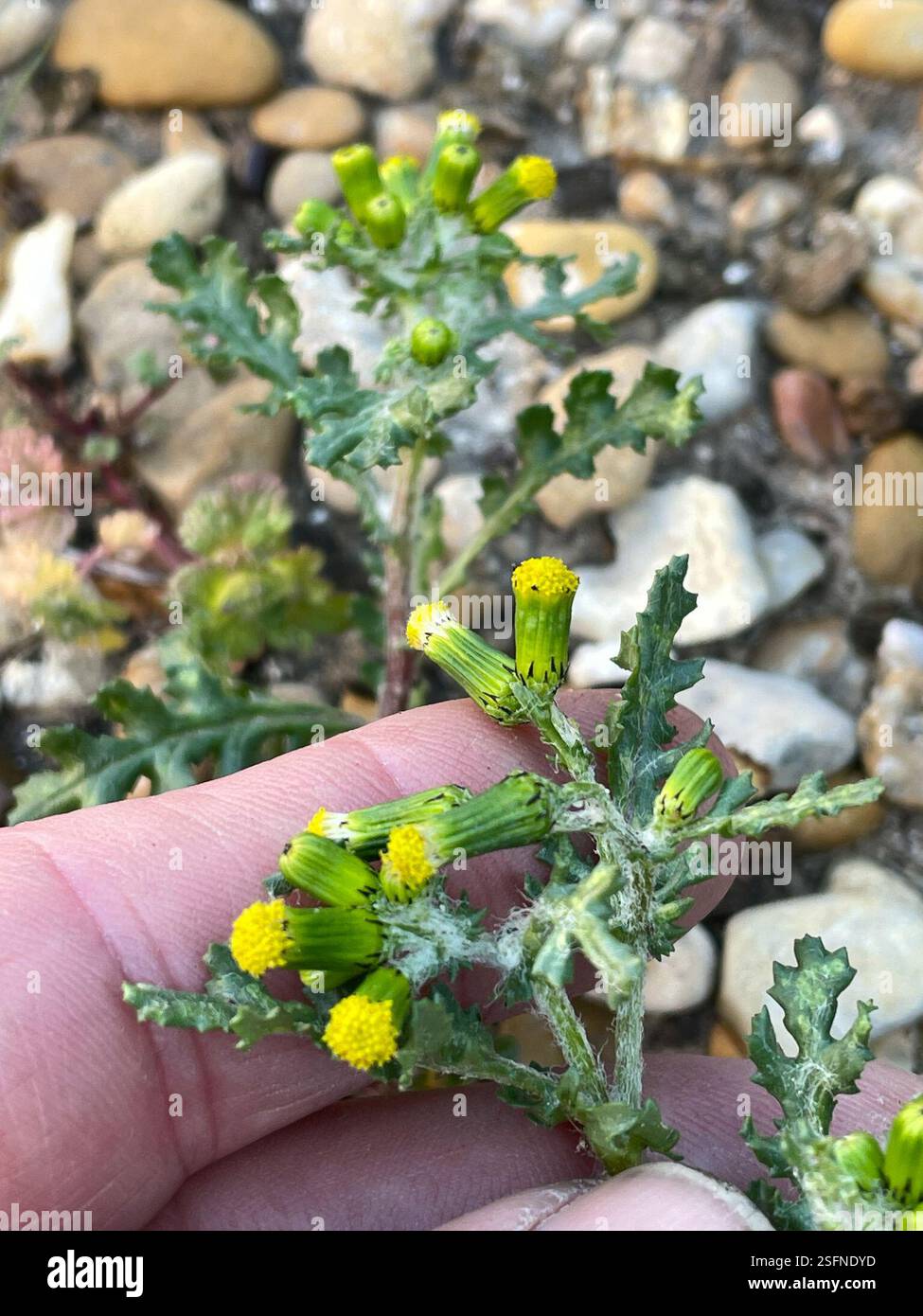 common groundsel (Senecio vulgaris), Plantae, Lake Rd, Belton, TX, US ...