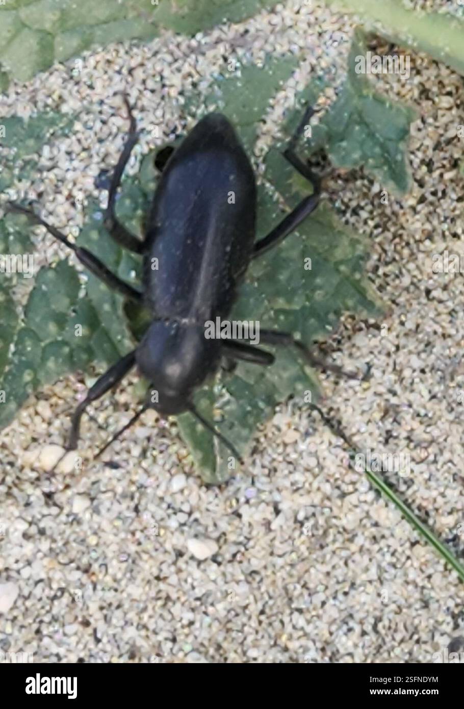 Armored Stink Beetle (Eleodes armata), Insecta, Whitewater, CA 92282 ...