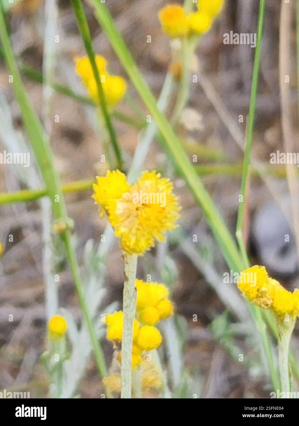 Common Everlasting (Chrysocephalum apiculatum), Plantae, Bouldercombe ...