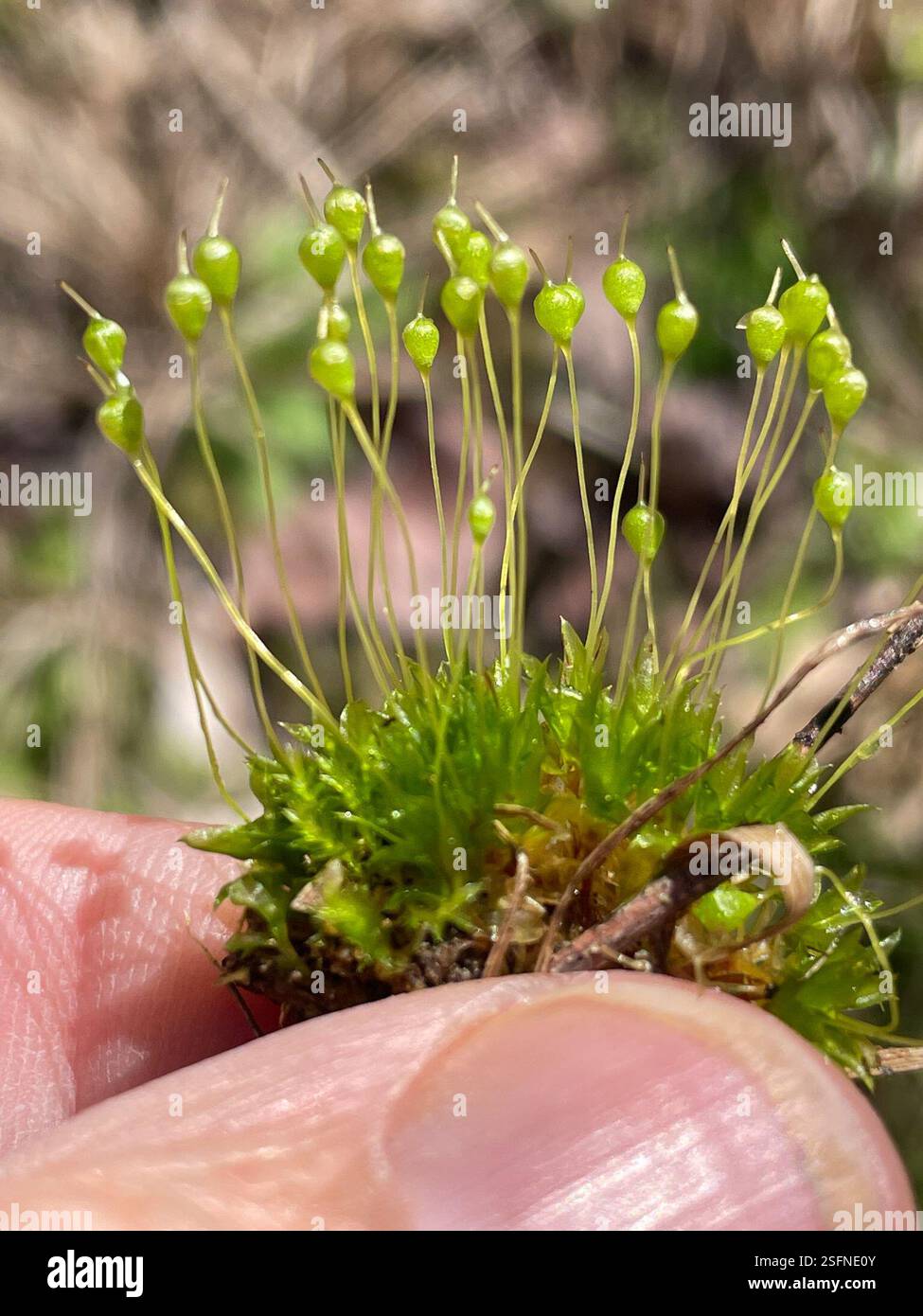 common bladder moss (Physcomitrium pyriforme), Plantae, Secondary Road ...