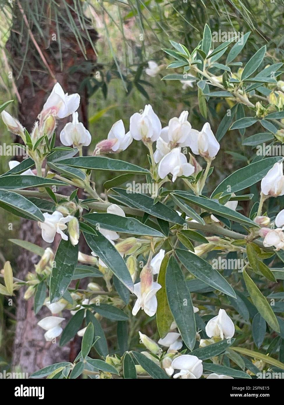Tree lucerne (Chamaecytisus proliferus), Plantae, Santo Antão, Cape ...