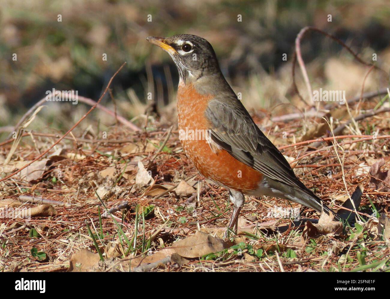 American Robin (Turdus migratorius), Aves, Carondelet Park, St. Louis ...